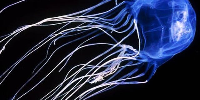 Box Jellyfish Phuket | Welcome To Phuket Scuba Club